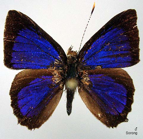 Papua Insects Foundation (Lepidoptera/Lycaenidae/Lycaeninae ...